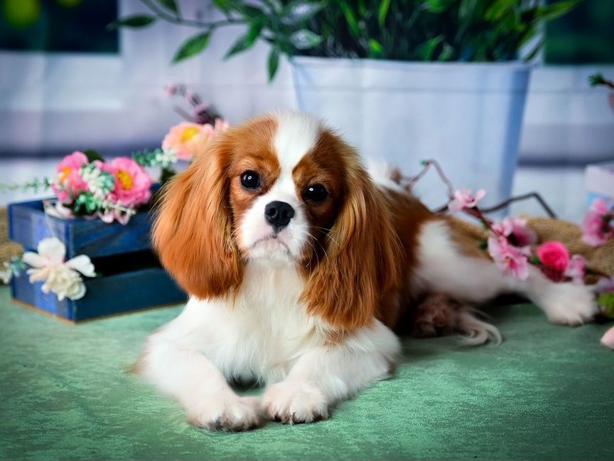 Классный пацан без брака кавалер кинг чарльз