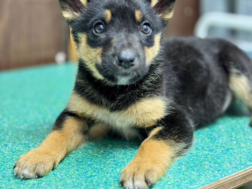 Маленький щенок Кроха, 1.5 мес.ждет любящую семью