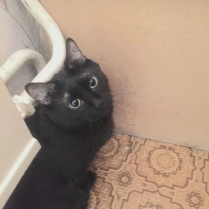 Котик Сема, ему около 1 года