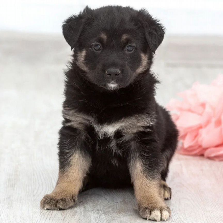 Щенок в добрые руки