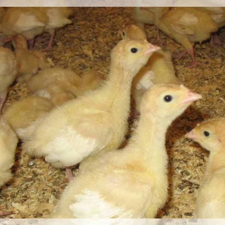 Продам индюшат