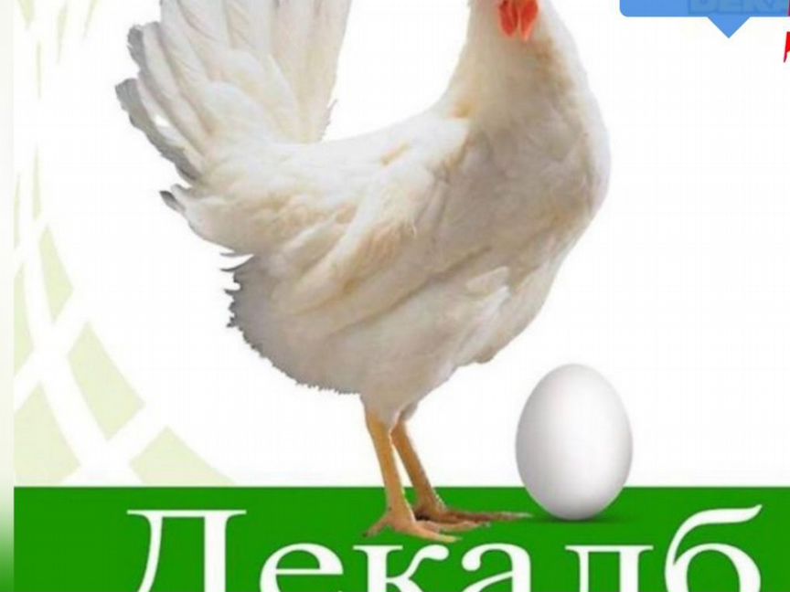 Подрощеные цыплята кур несушек Декабл Уайт