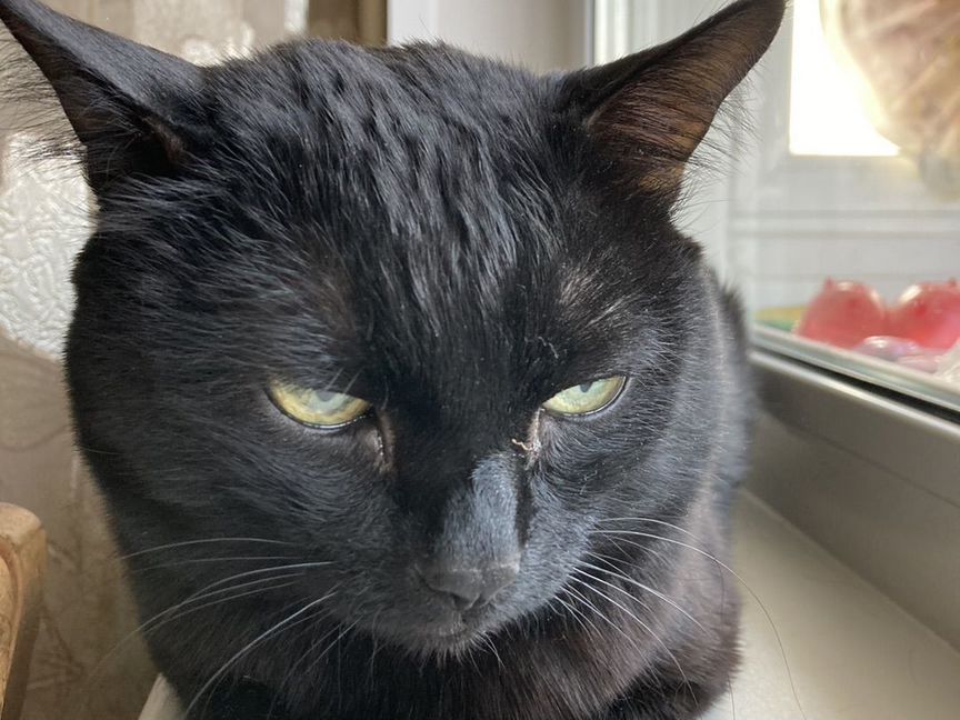 Отдадим в хорошие руки Кота