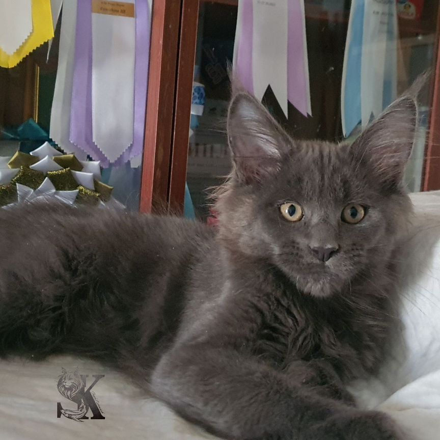Мейн-кун котёнок