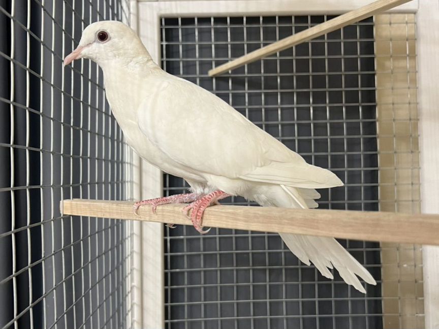 Горлица египетская