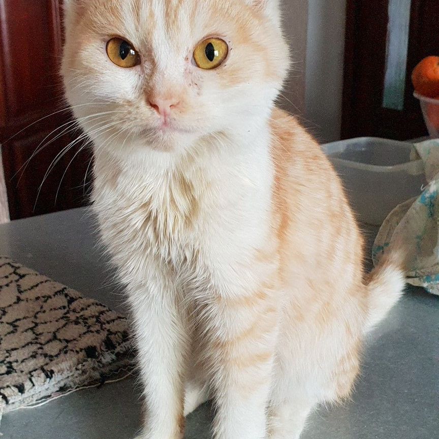 Котенок 4 месяца девочка