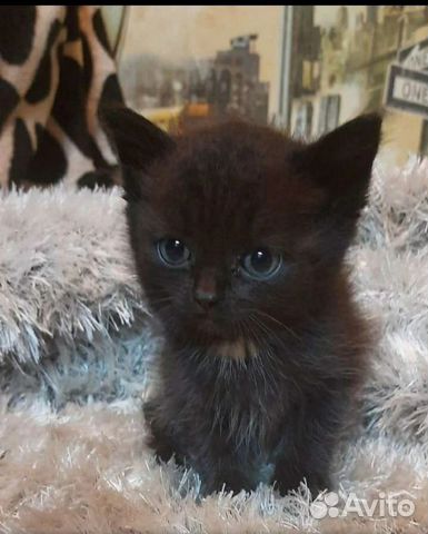 Котенок 2 месяца, девочка, отдам