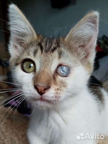 Котенок ищет дом
