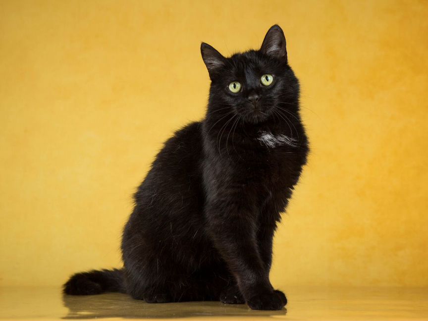 Ласковая котейка Пуговка