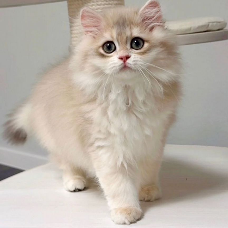 Британский длинношёрстный котёнок