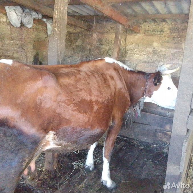 Продам коров