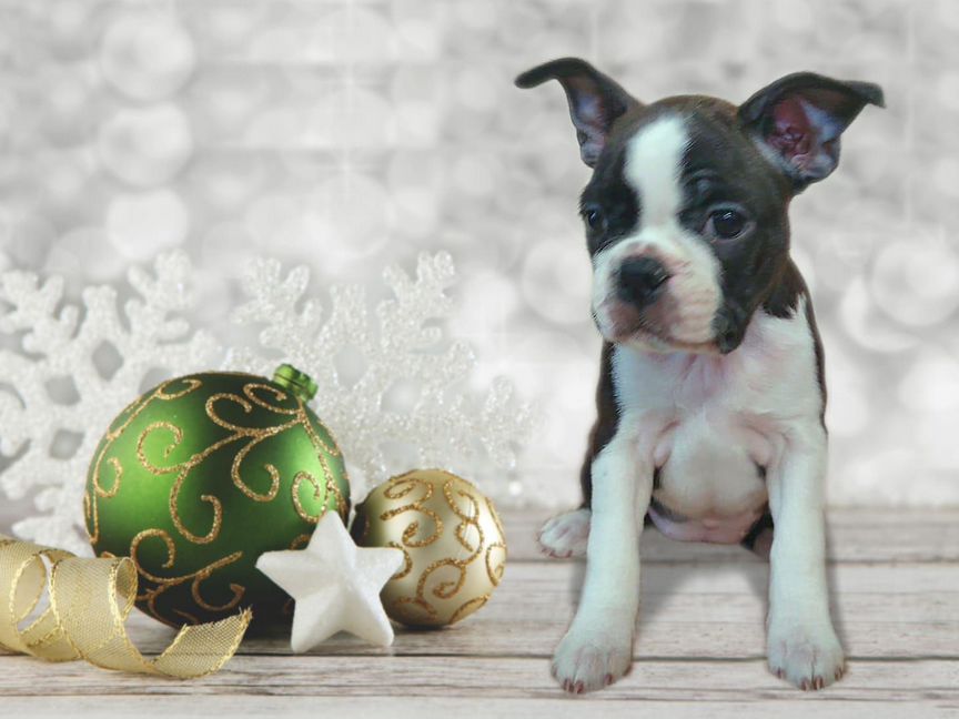 Щенки бостон терьер