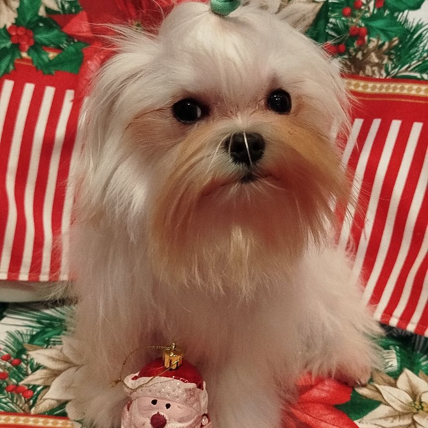 Мальтийская болонка, щенок