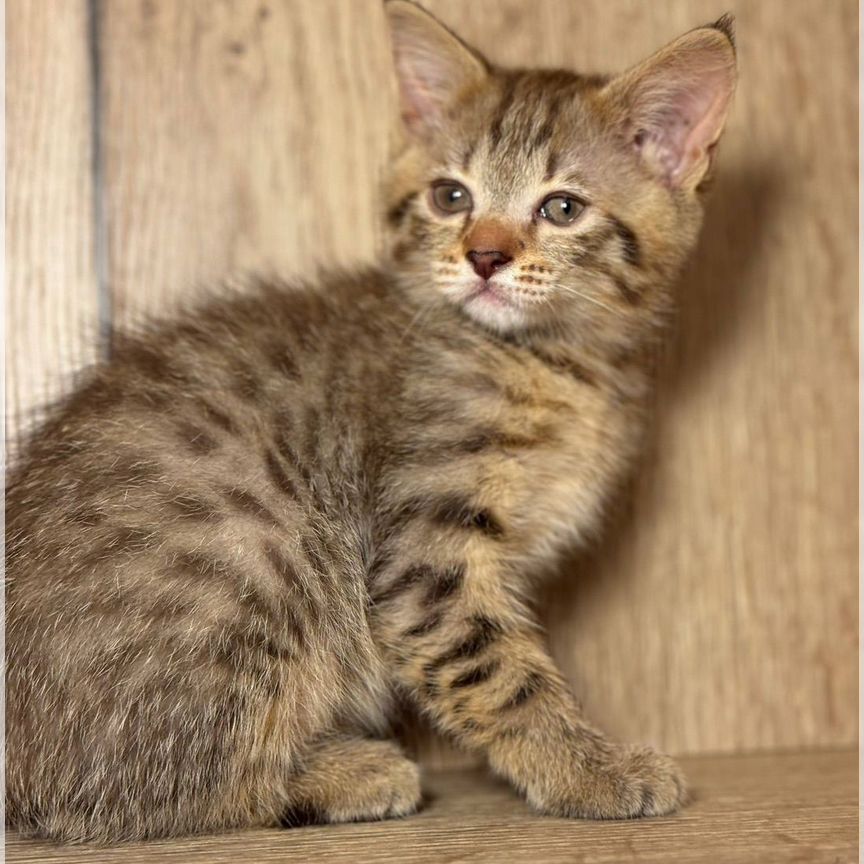 Шотландский прямоухий короткошёрстный котёнок