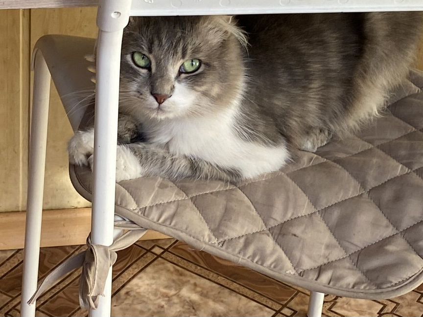 Котики бесплатно