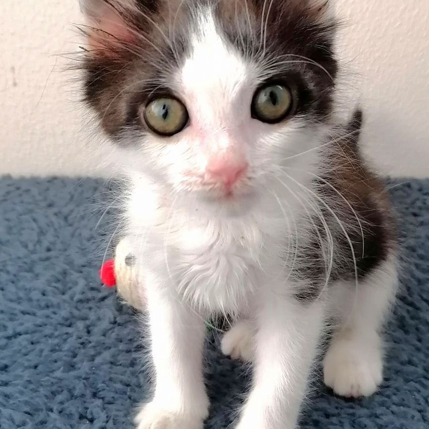 Котенок в дар