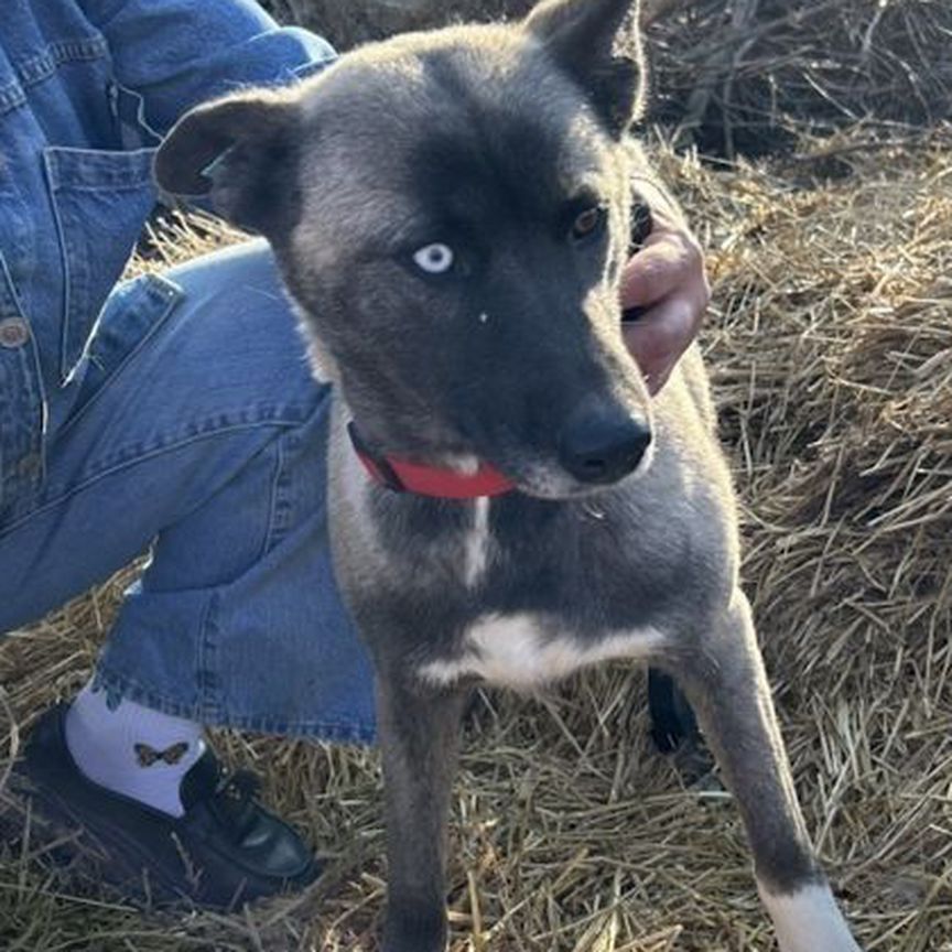 Взрослая собака в добрые руки