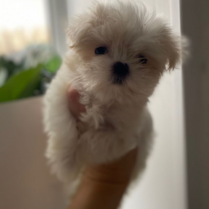 Мальтийская болонка, щенок