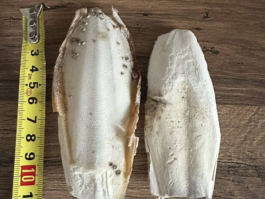 Сепия панцирь каракатицы