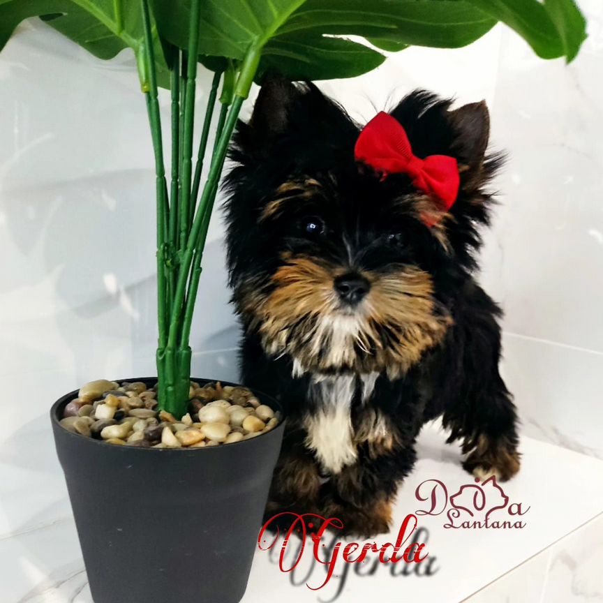 Ерширский терьер