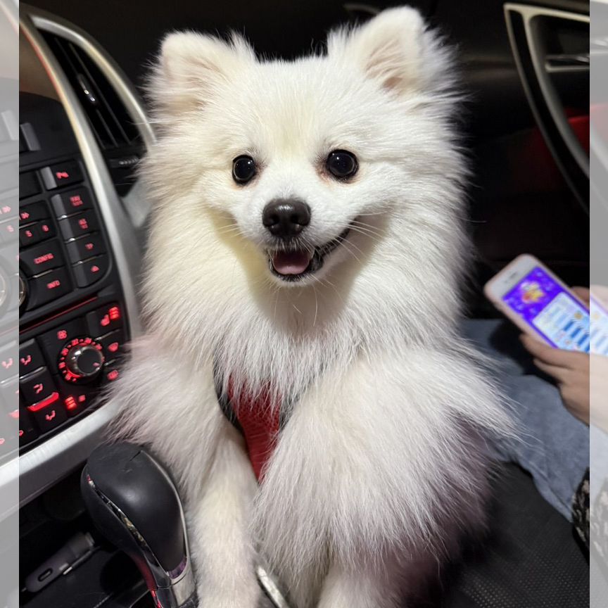 Немецкий шпиц вязка мальчик