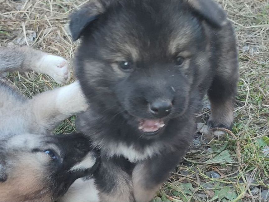 Собака в добрые руки отдам бесплатно