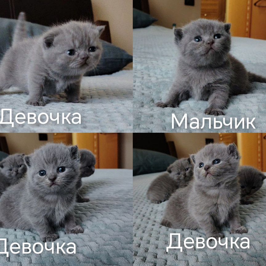 Британские котята голубого окраса