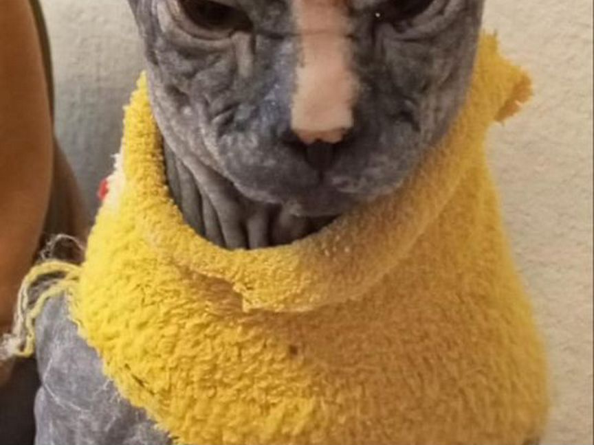 Донской сфинкс котята