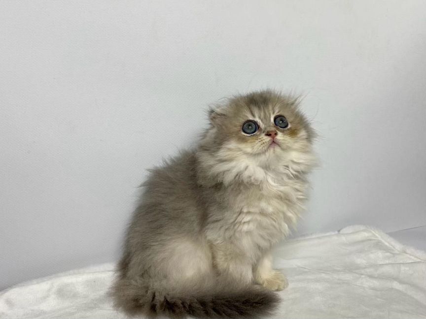 Шотландская кошечка