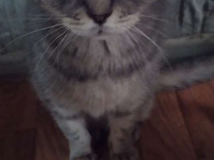 Возьмите котика домой