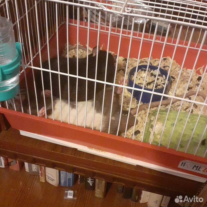 Продам двух крыс с клеткой и наполнителем 500