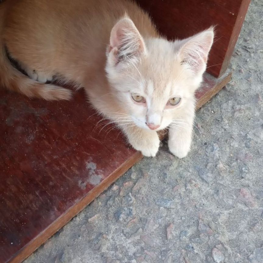 Котик мальчик, 2,5 месяца