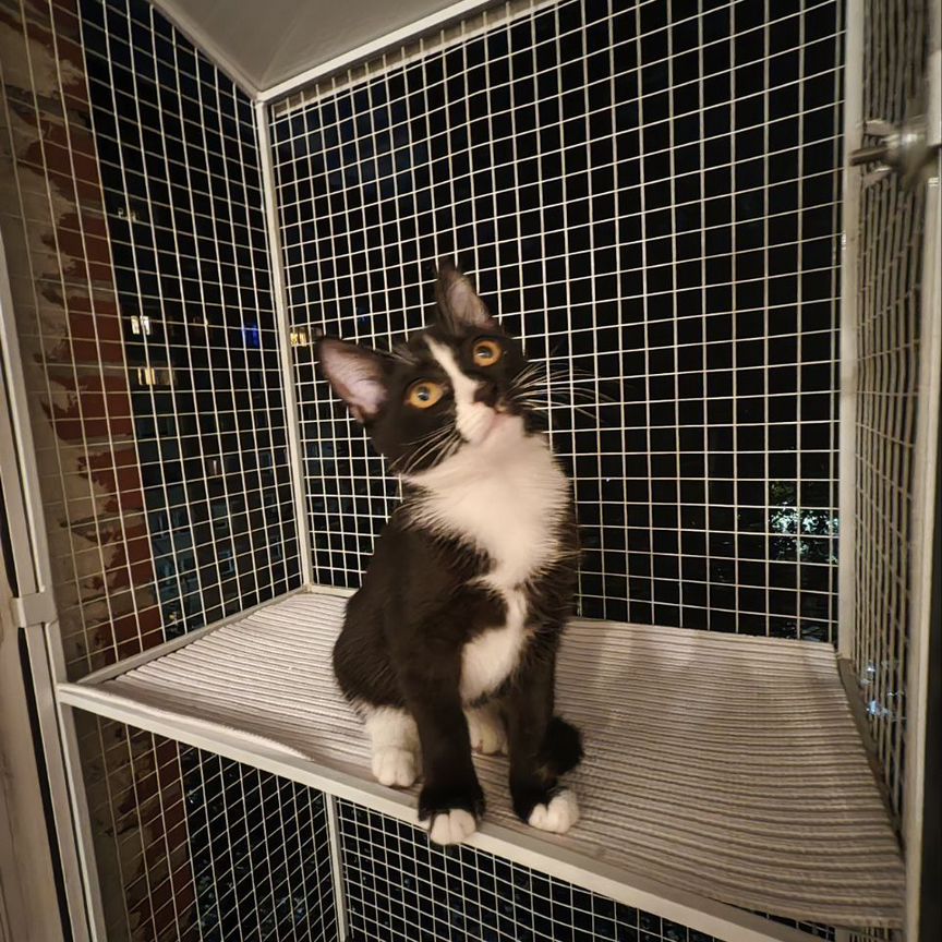 Котенок бесплатно, в добрые руки