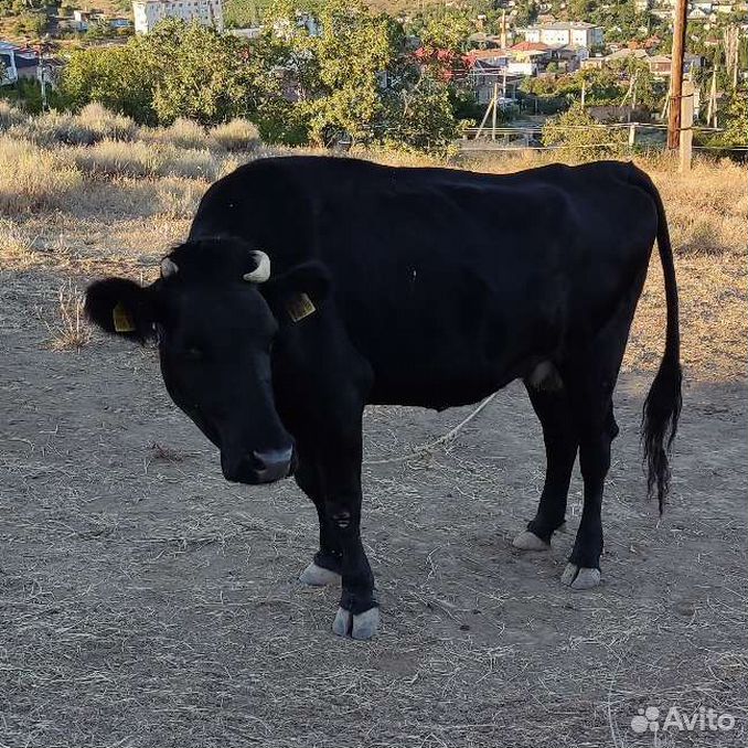 Корова молочная