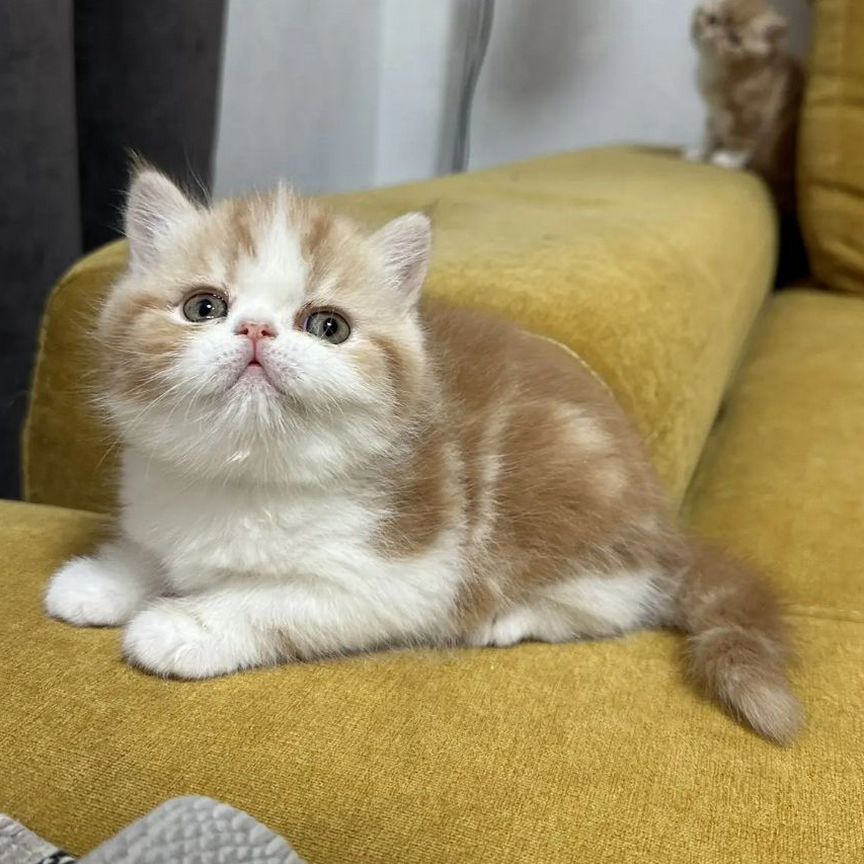 Экзотический короткошёрстный котёнок