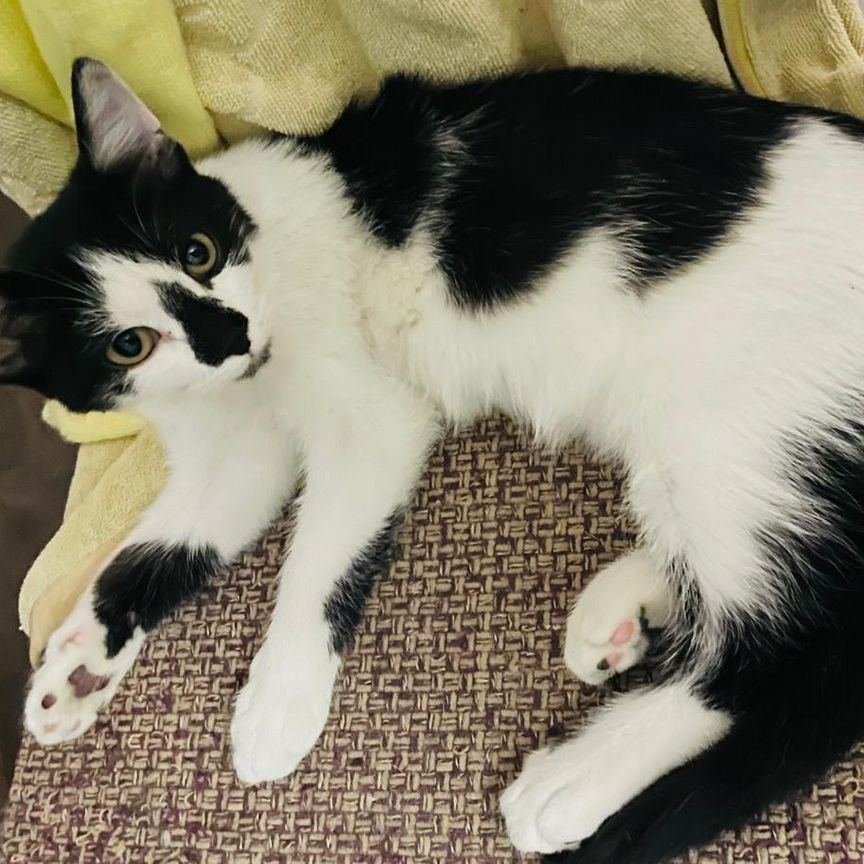 Котенок 4 месяца, ласковая, отлично знает лоток