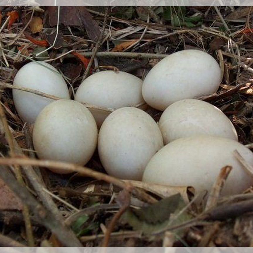 Инкубационное яйцо мускусной утки(индоутки)