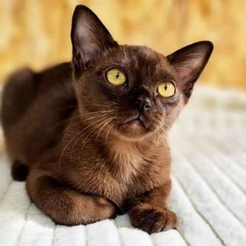 Европейский бурманский котёнок