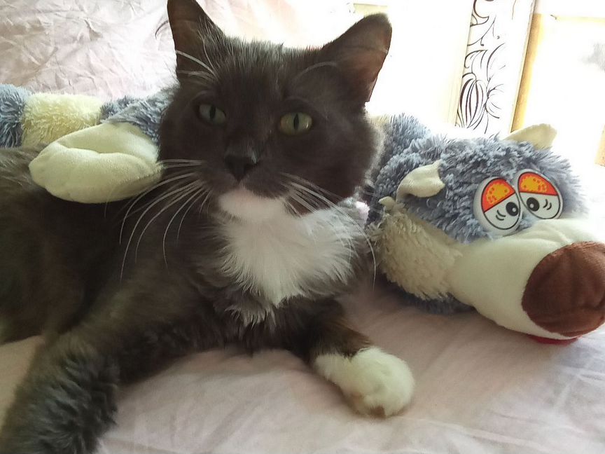 Брутальный кот Мишаня ищет семью