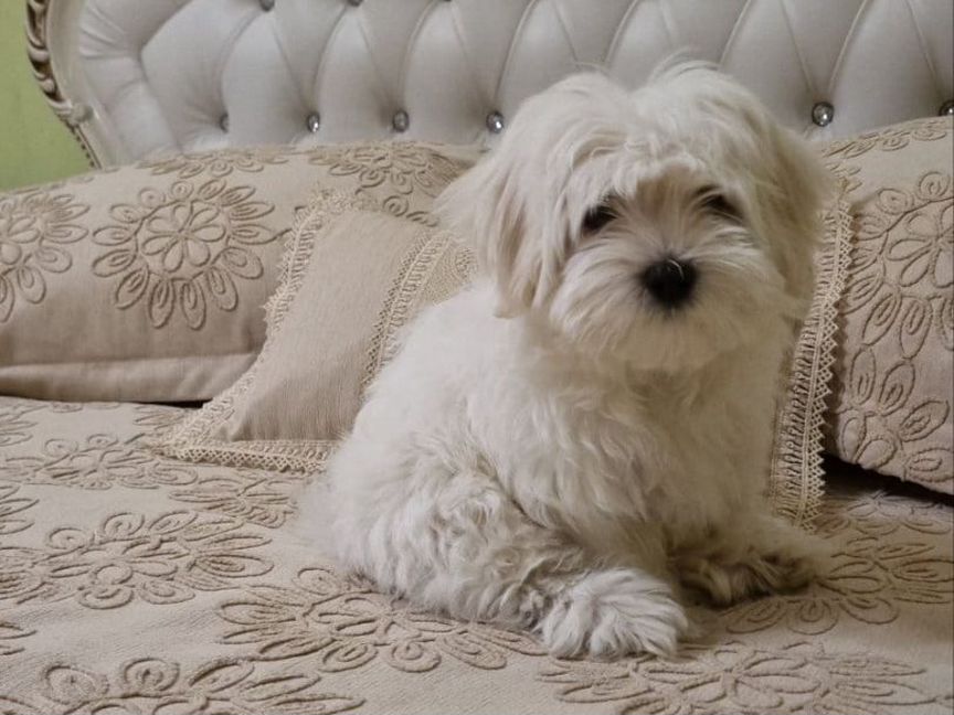 Мальтийская болонка девочка