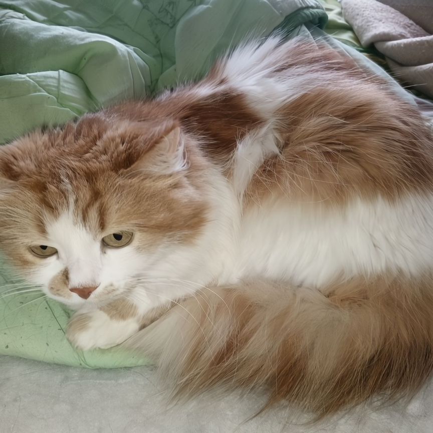 Взрослая, кошка в добрые руки