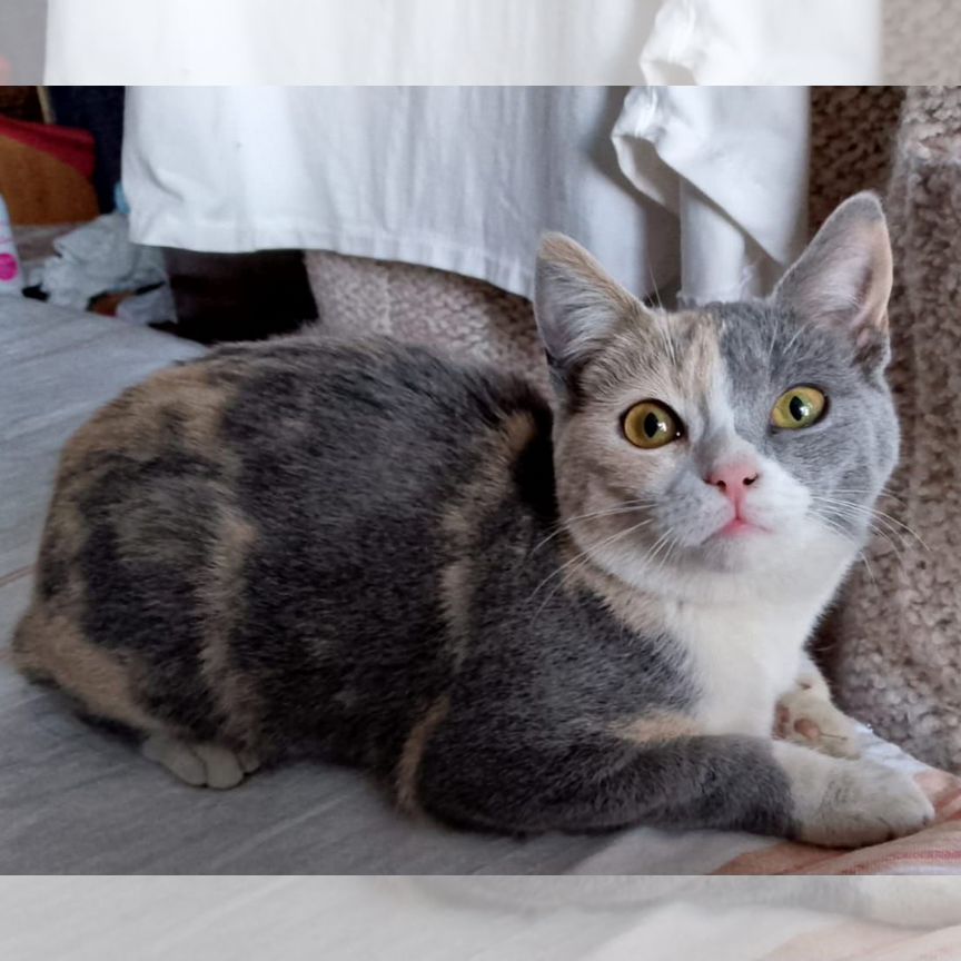Нежный Котенок Лима