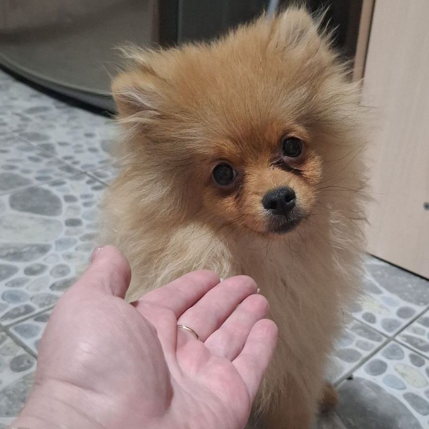 Немецкий шпиц, щенок