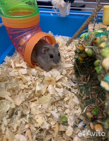 Джунгарский хомяк