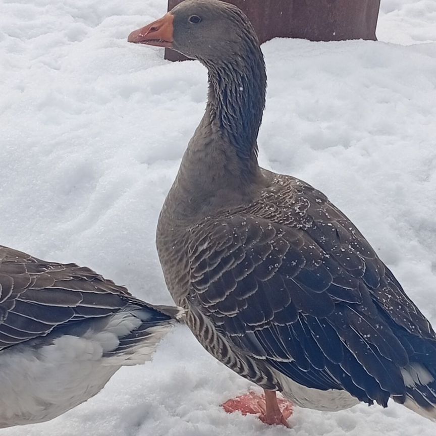 Гуси, муларды