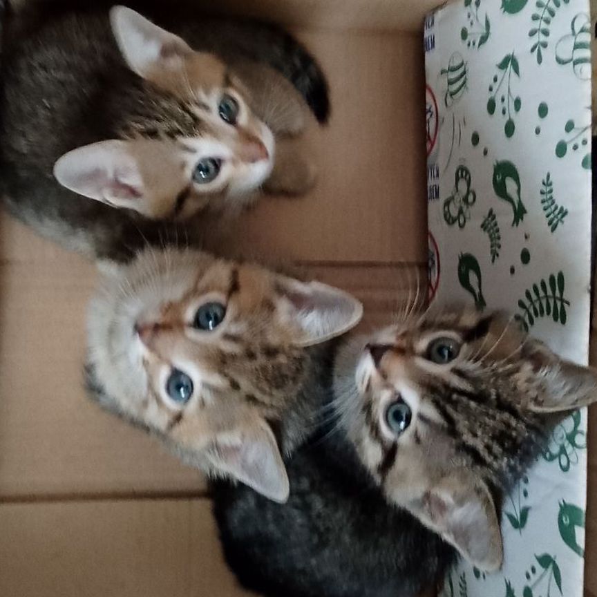 Котёнок от частного владельца