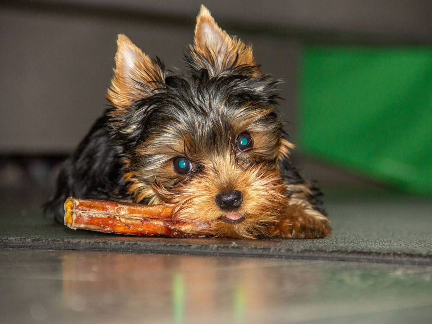 Собака для фотосессии (йоркширский терьер)