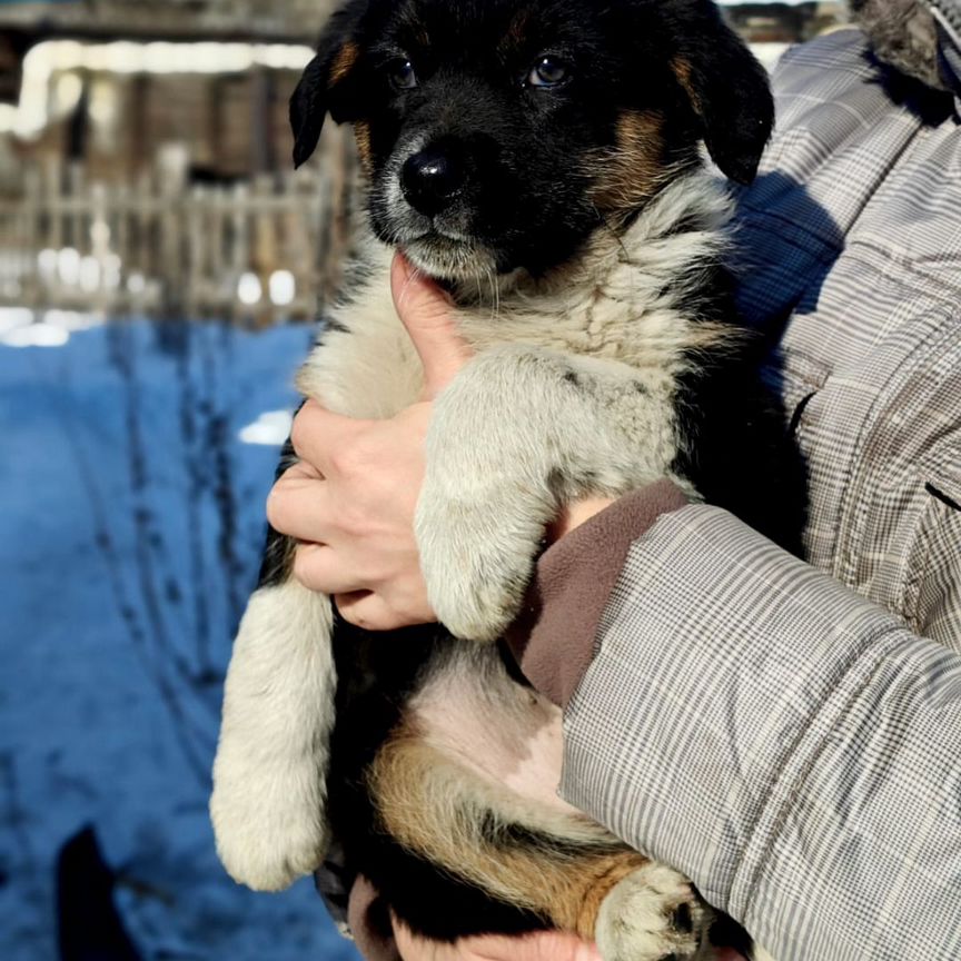 Пристраиваем в добрые руки щенят
