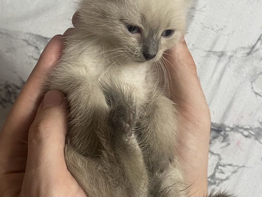 Сиамские котята