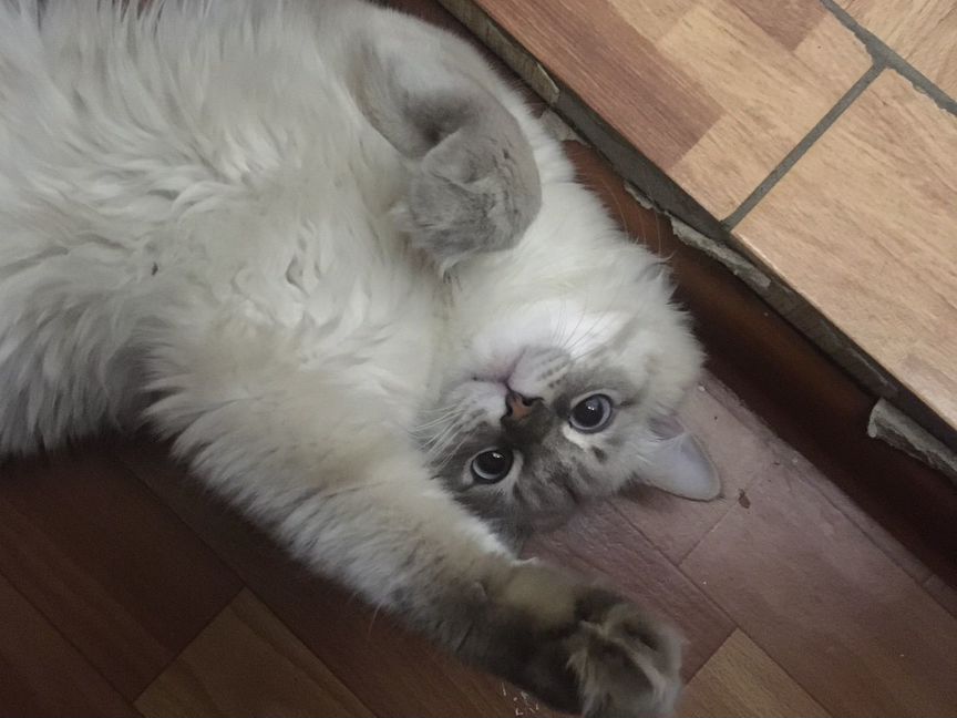 Невский маскарадный кот